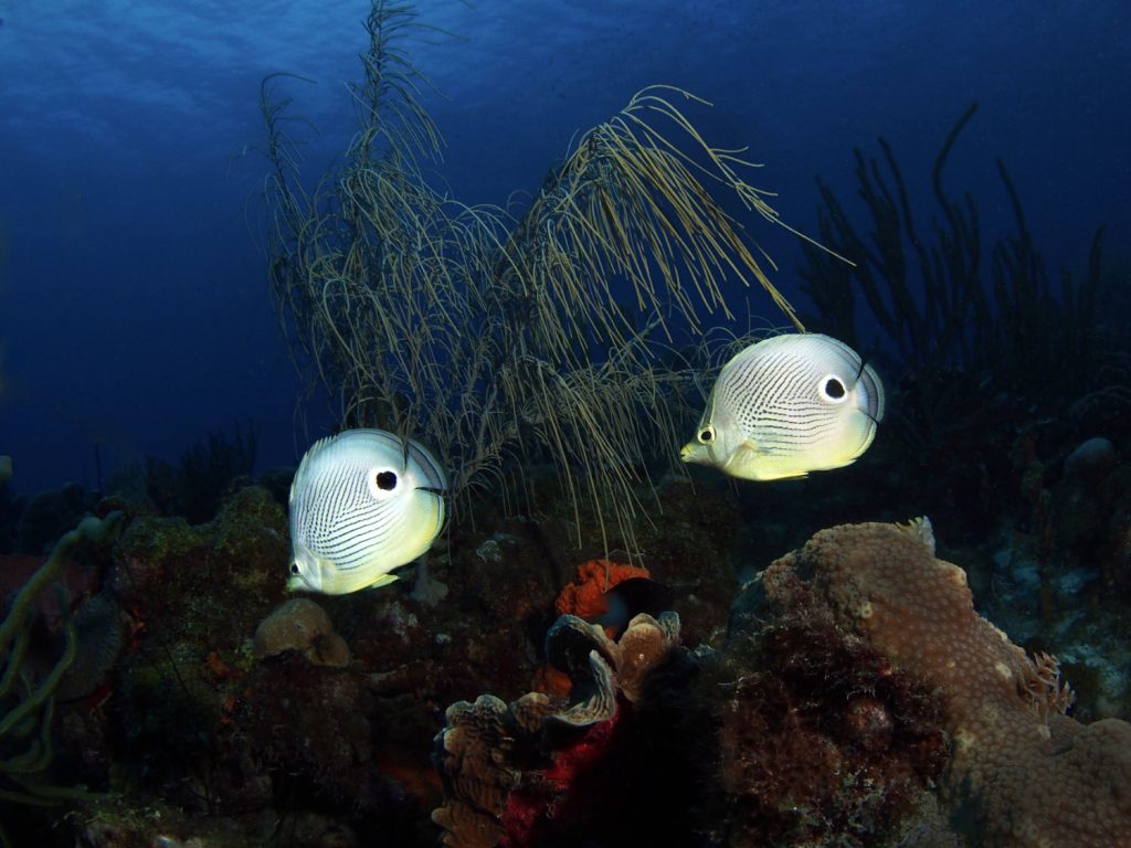 Choosing a Backplate and Wing for Recreational Diving