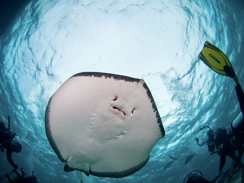 Choosing a Backplate and Wing for Recreational Diving